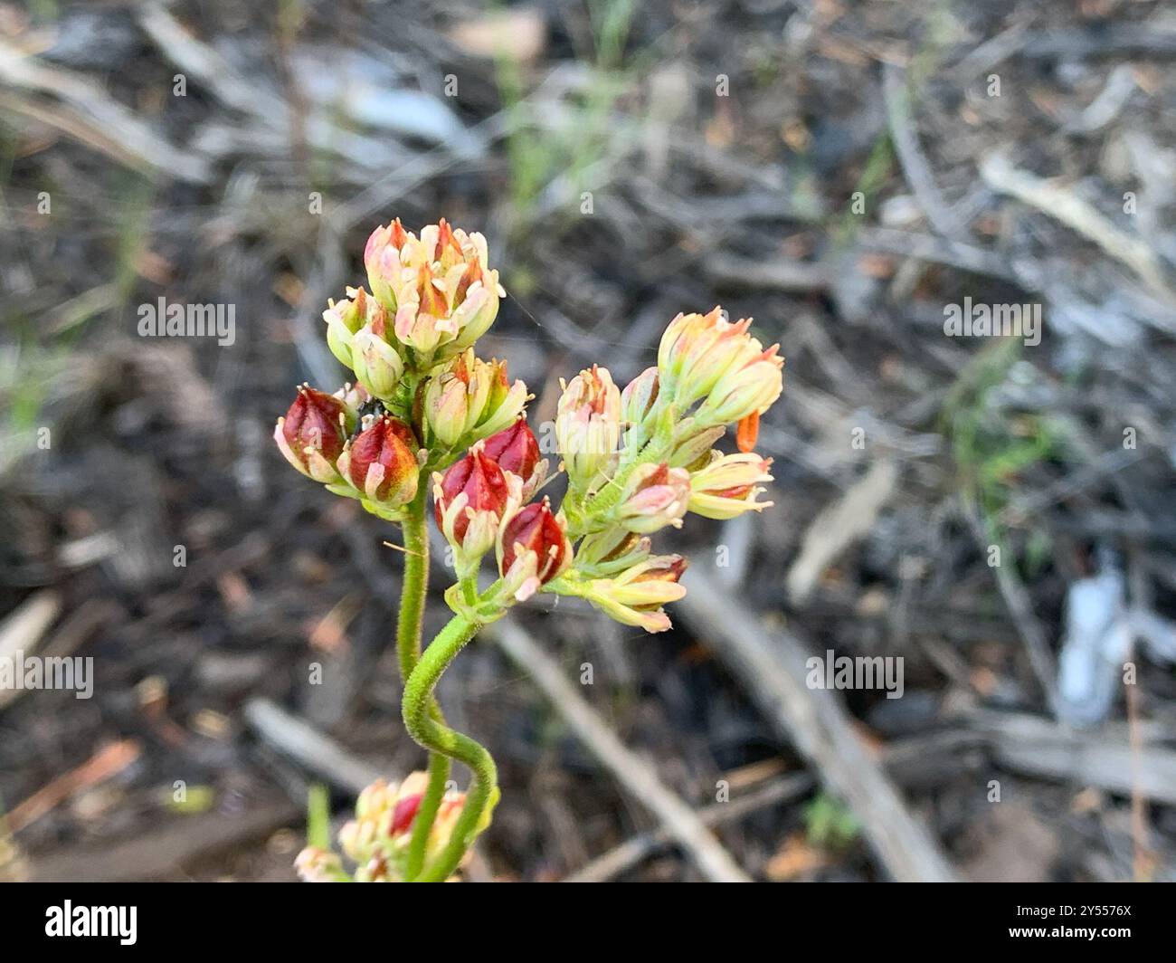 Sticky False Asphodel (Triantha glutinosa) Plantae Stock Photo - Alamy