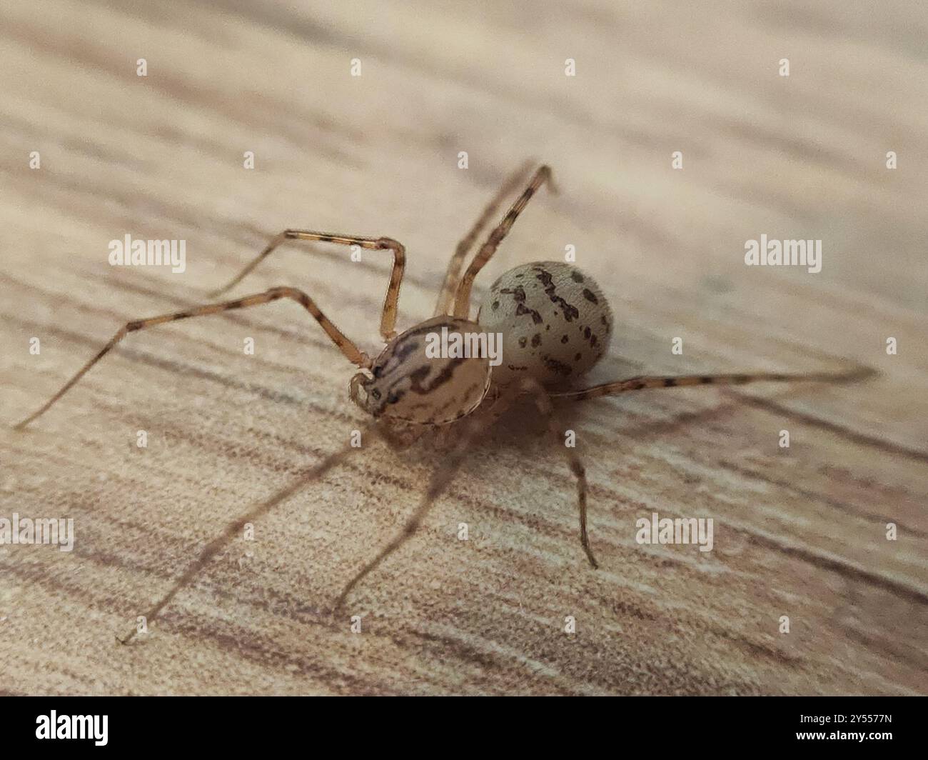Common Spitting Spider (Scytodes thoracica) Arachnida Stock Photo - Alamy