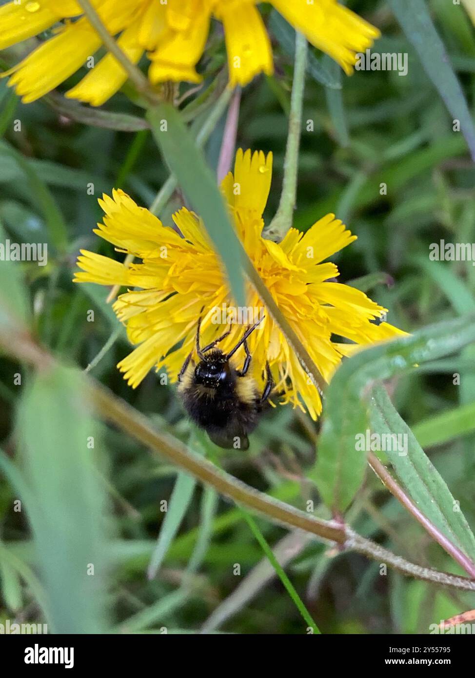 (Bombus soroeensis proteus) Insecta Stock Photo - Alamy