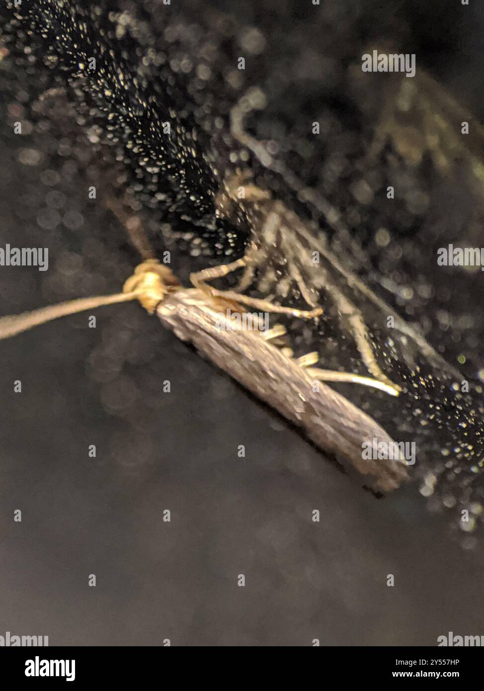 Curved-horn Moths (Gelechioidea) Insecta Stock Photo - Alamy