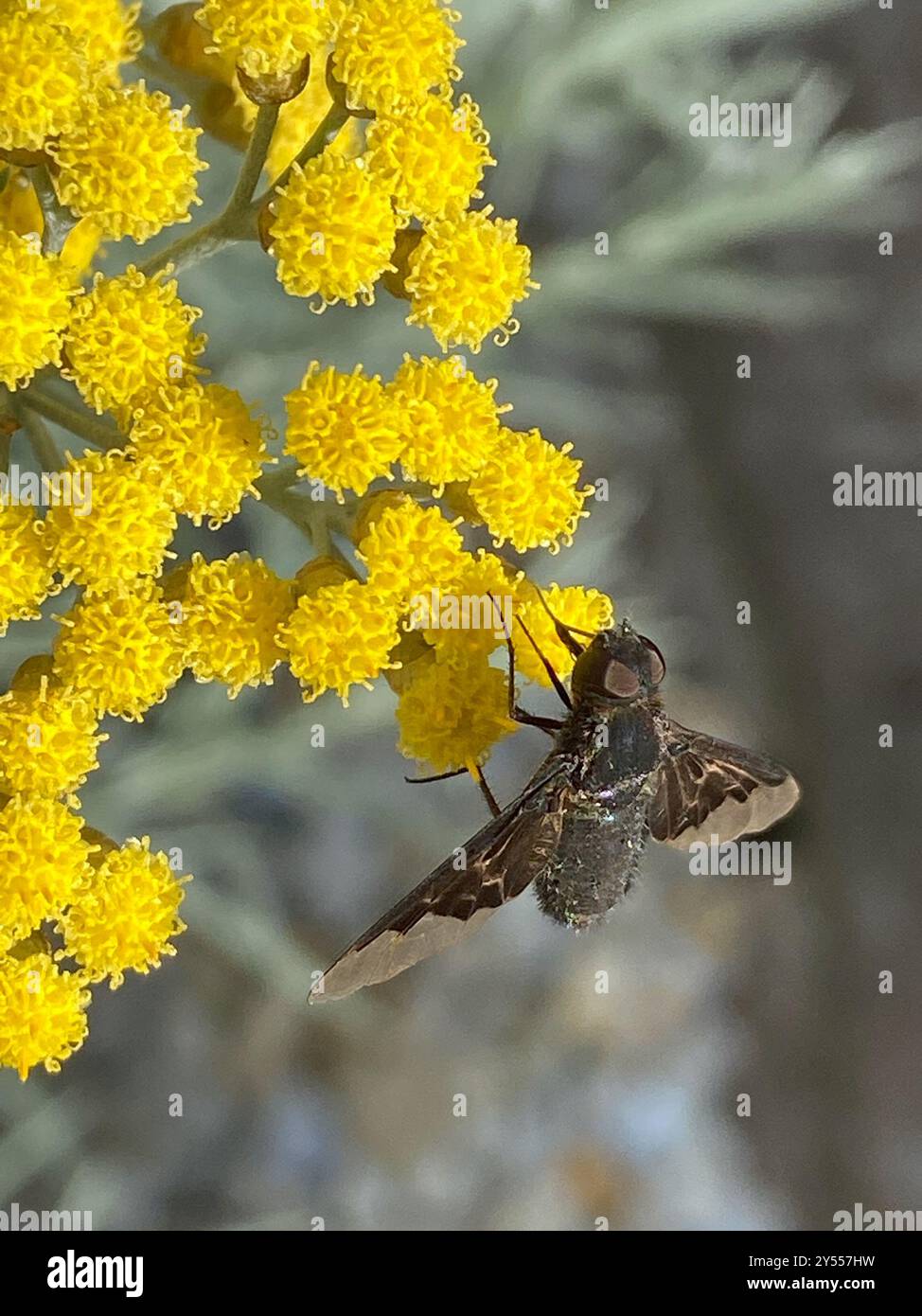 Black Banded Bee Fly (Hemipenthes morio) Insecta Stock Photo - Alamy