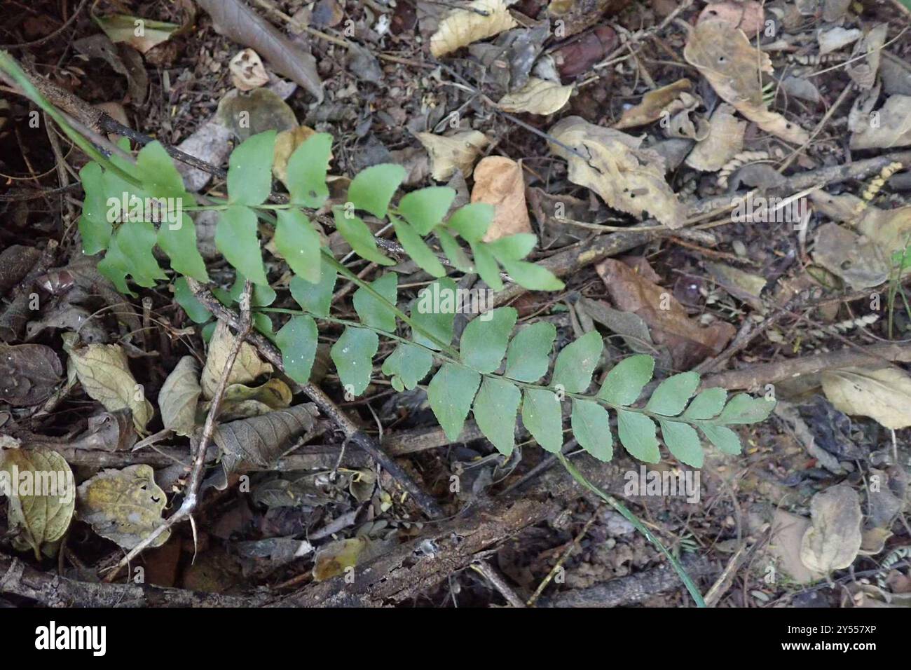 Drège's Flowering Fern (Anemia dregeana) Plantae Stock Photo - Alamy
