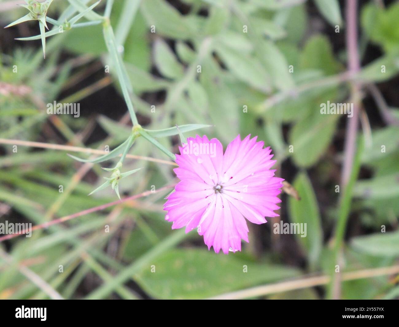 Chinese-pink (Dianthus chinensis) Plantae Stock Photo - Alamy