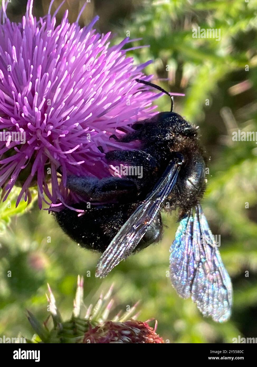 Violet Carpenter Bee (Xylocopa violacea) Insecta Stock Photo - Alamy