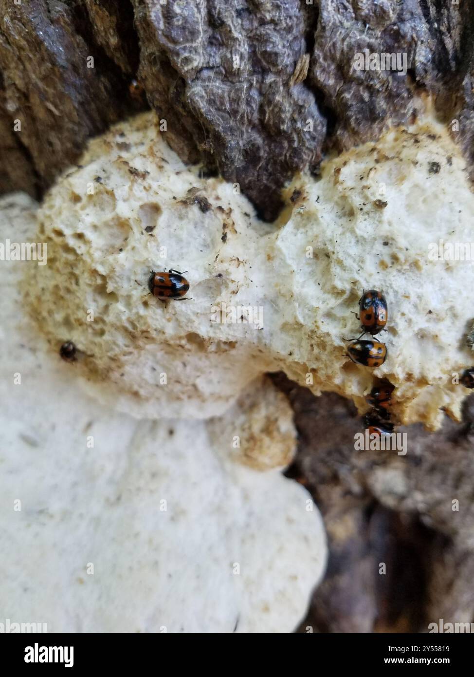 Two-spotted Diaperis (Diaperis maculata) Insecta Stock Photo - Alamy