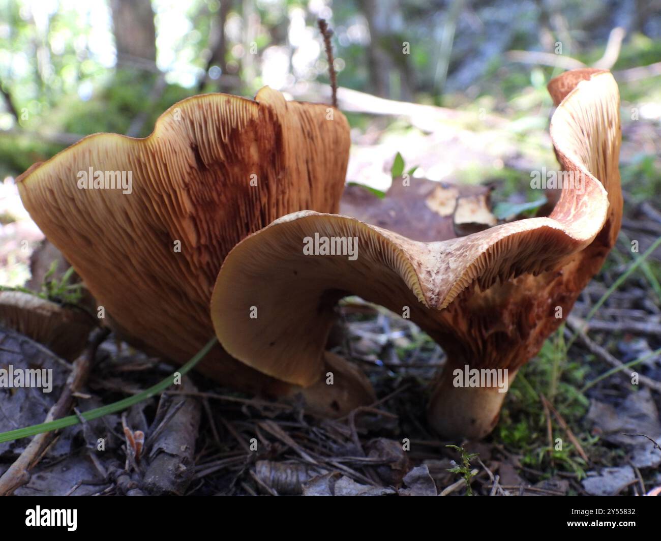 Brown Roll-Rim (Paxillus involutus) Fungi Stock Photo - Alamy