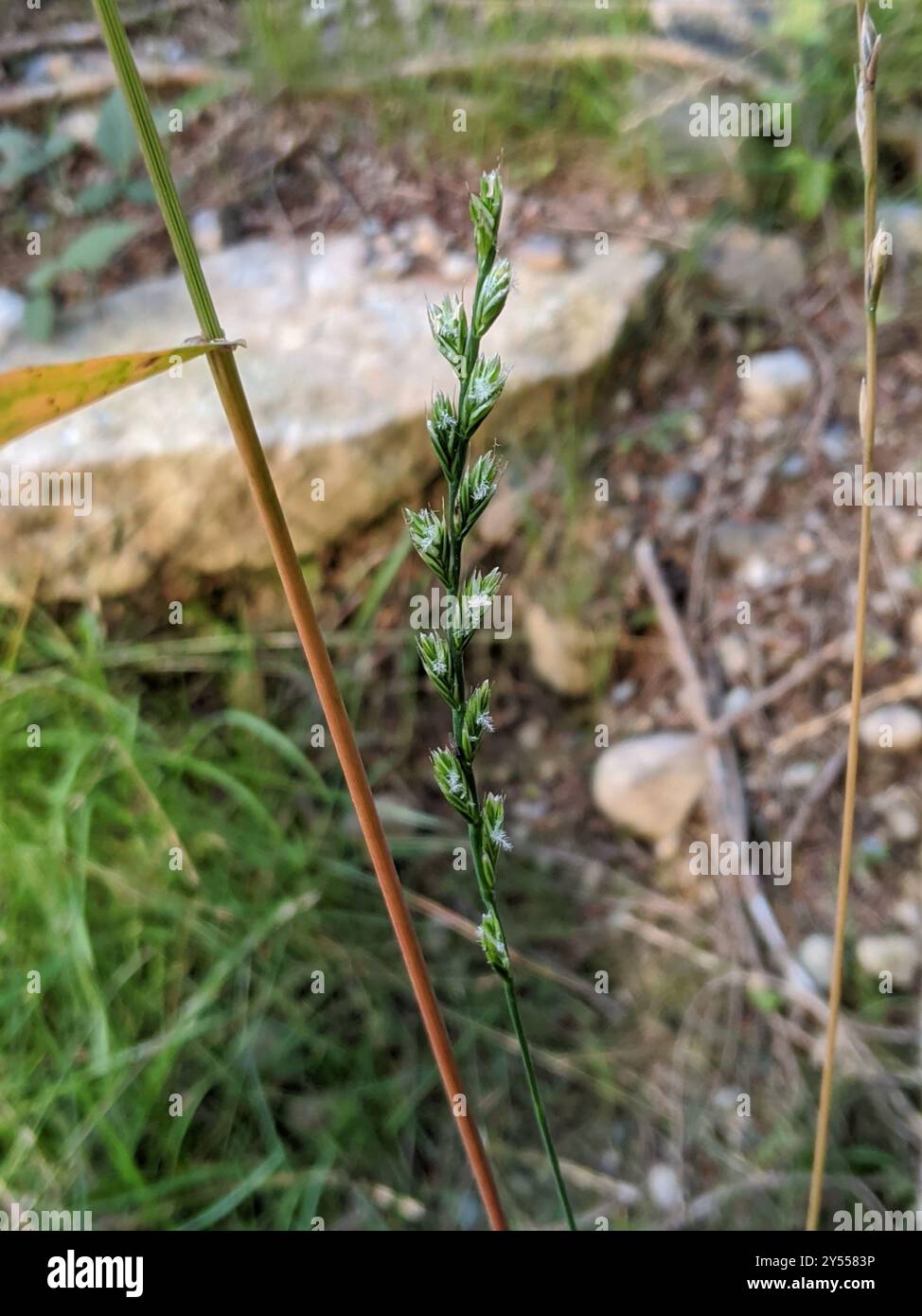 Italian Ryegrass (Lolium multiflorum) Plantae Stock Photo - Alamy