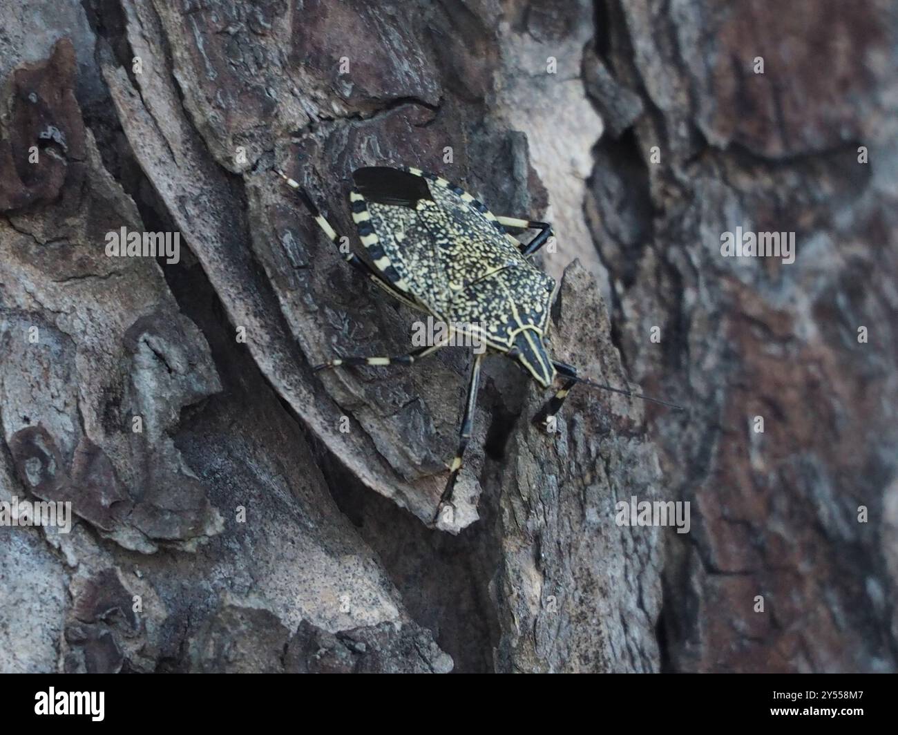 Yellow-spotted Stink Bug (Erthesina fullo) Insecta Stock Photo - Alamy