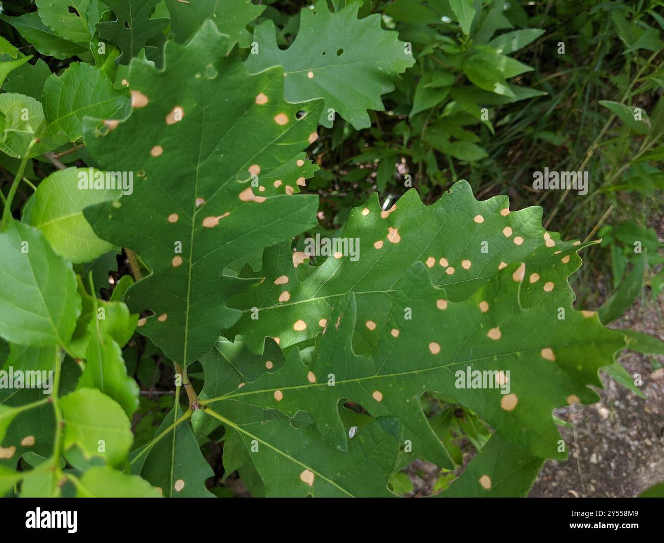 (Tubakia suttoniana) Fungi Stock Photo - Alamy