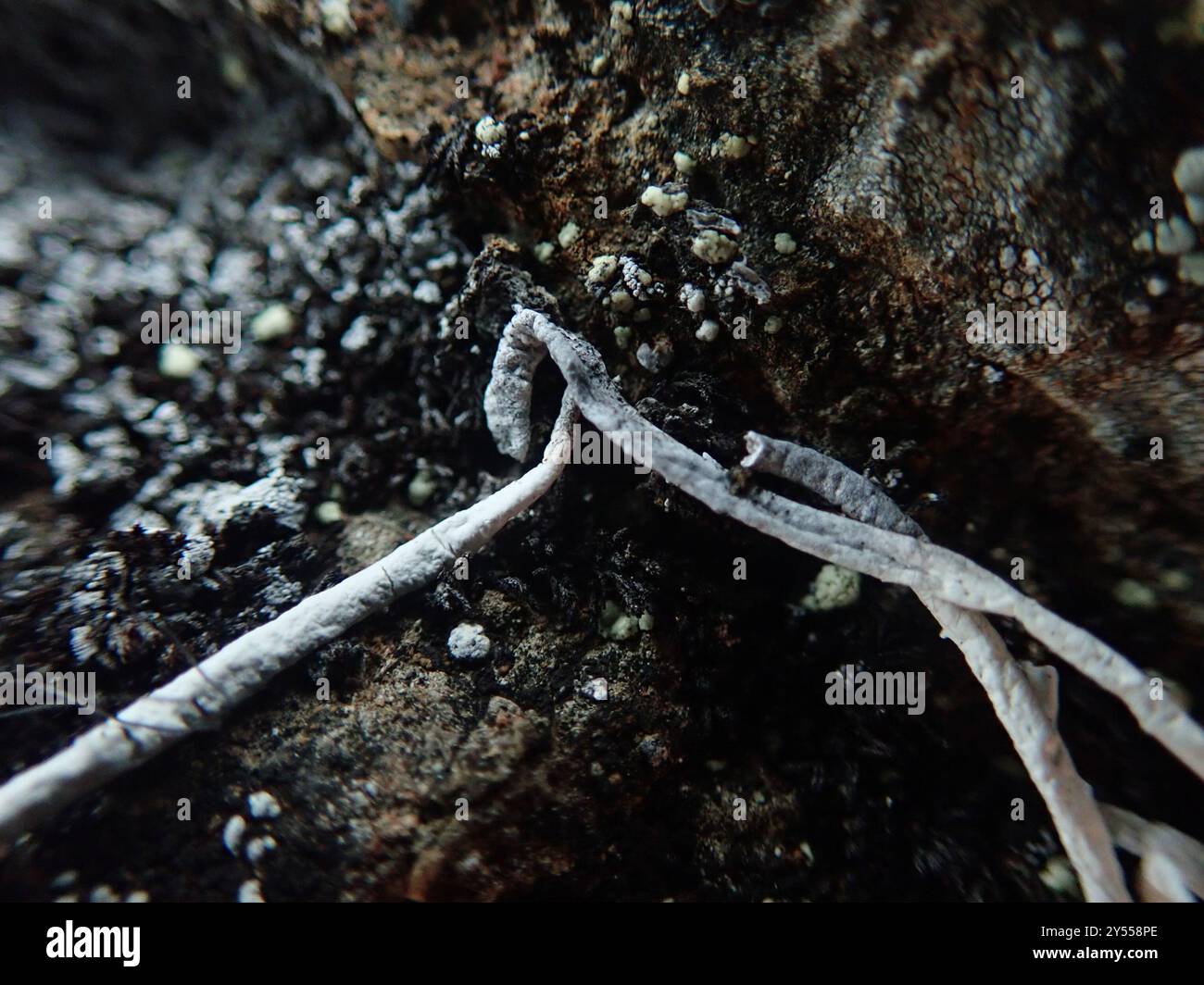 Whiteworm Lichen (Thamnolia vermicularis) Fungi Stock Photo - Alamy