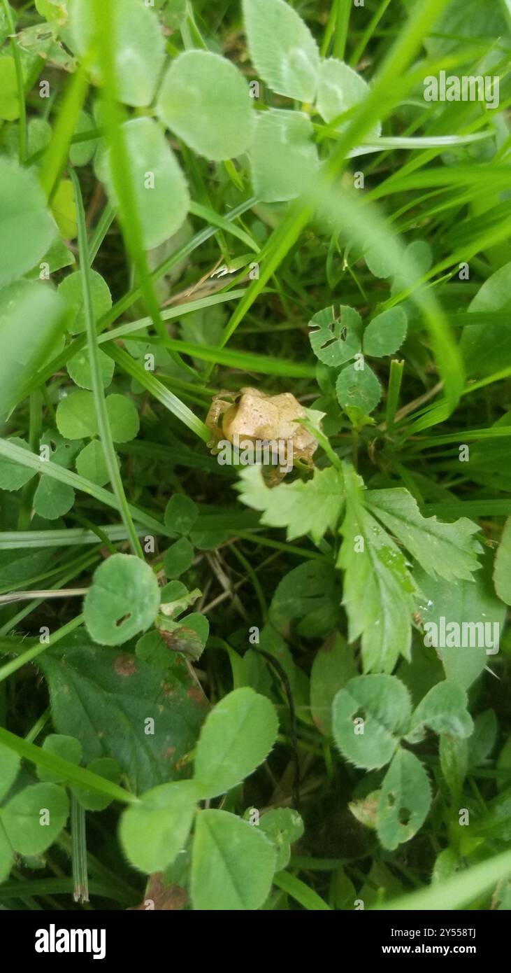 Spring Peeper (Pseudacris crucifer) Amphibia Stock Photo - Alamy