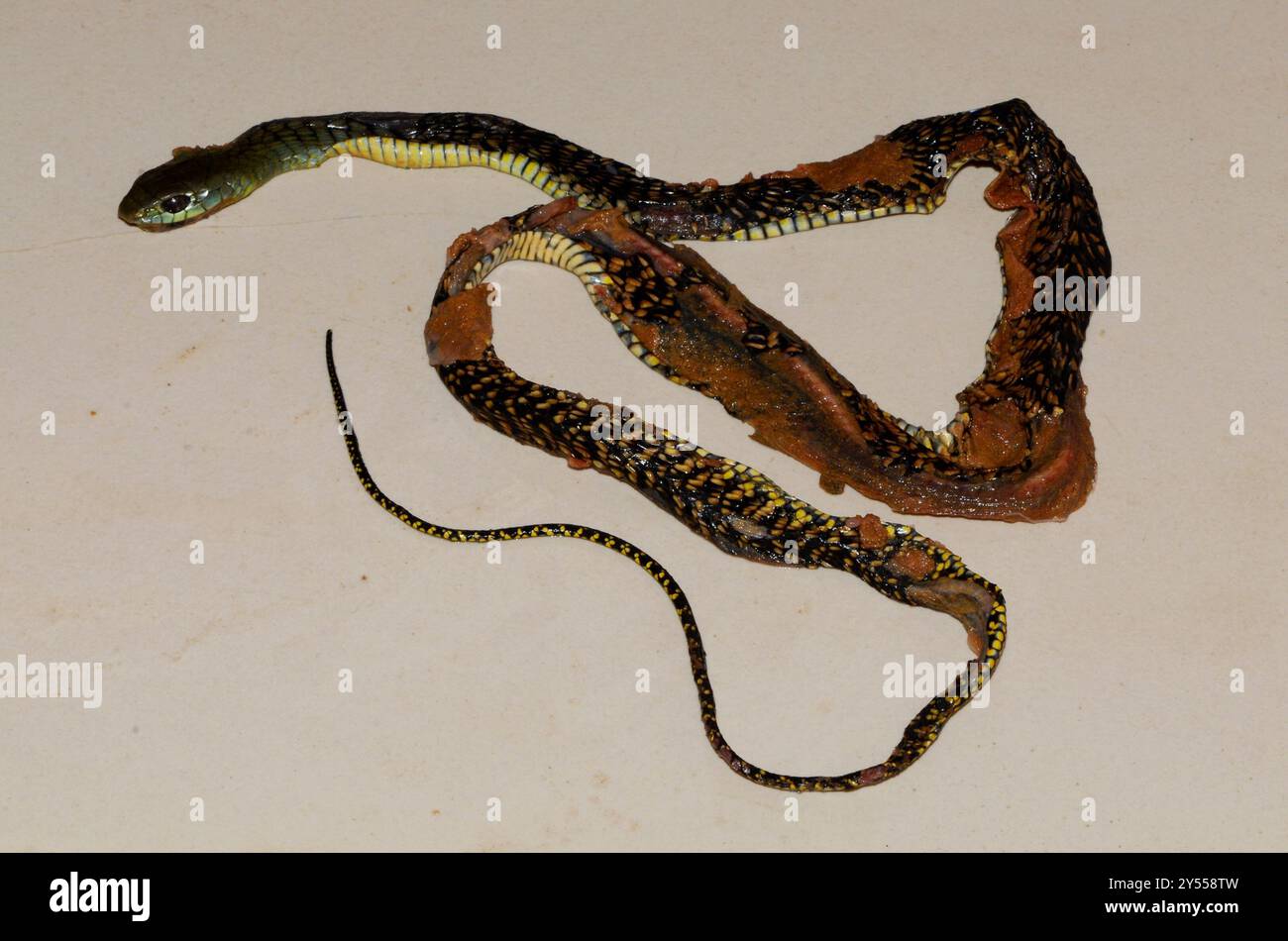 Thrasops jacksonii hi-res stock photography and images - Alamy