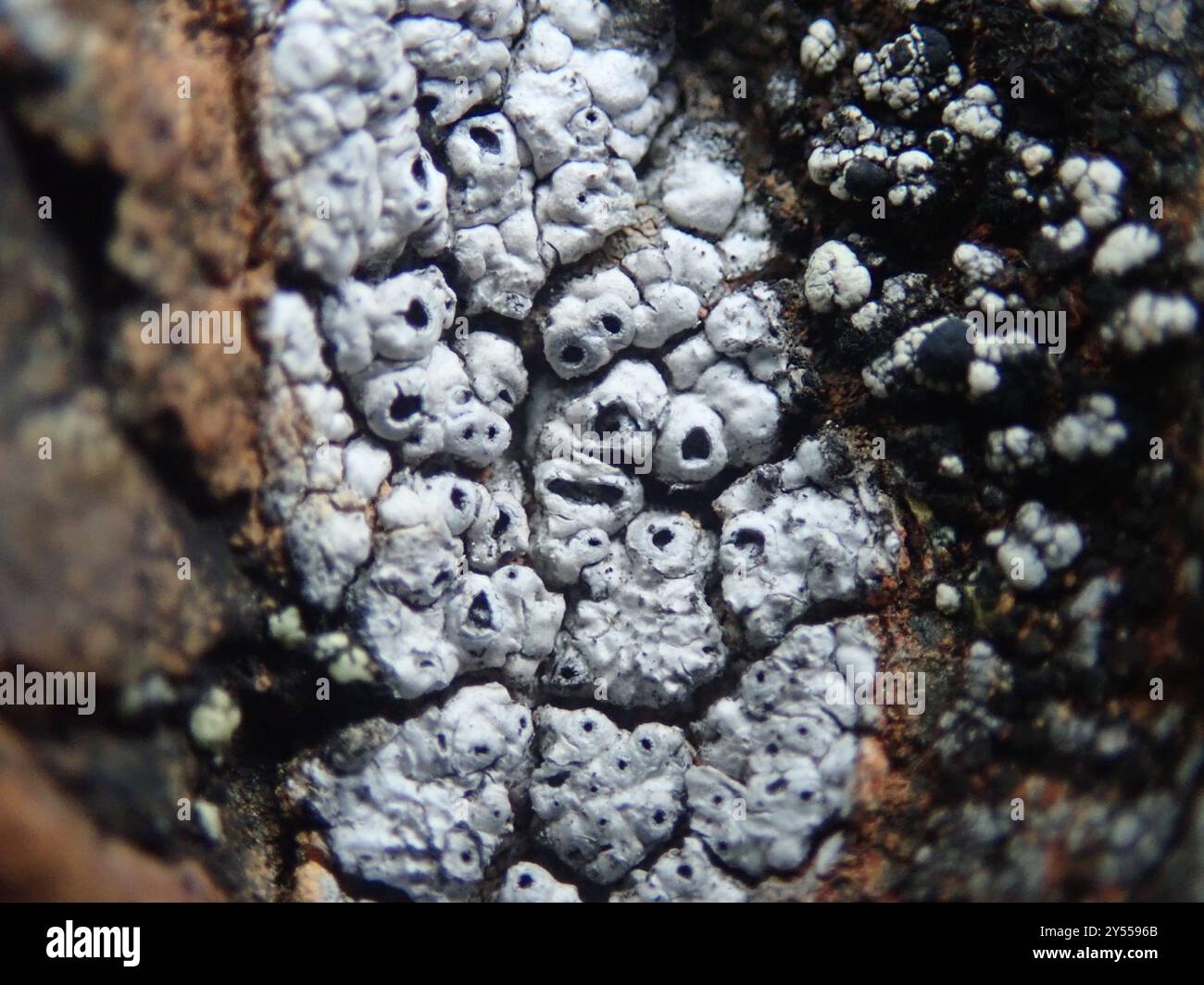 Cowpie Lichen (Diploschistes muscorum) Fungi Stock Photo - Alamy