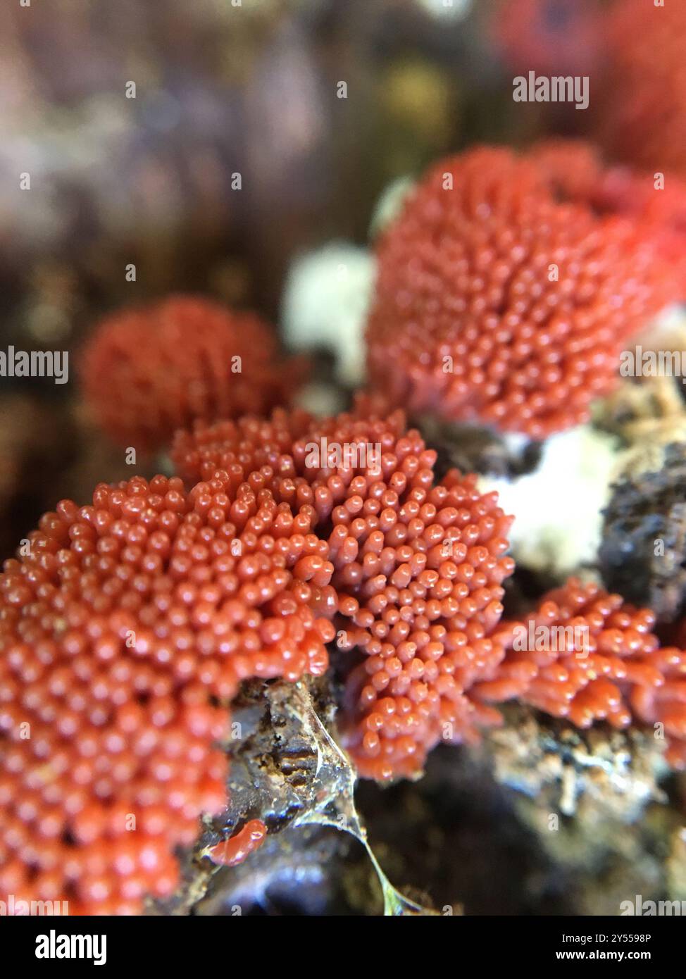 True slime molds hi-res stock photography and images - Alamy