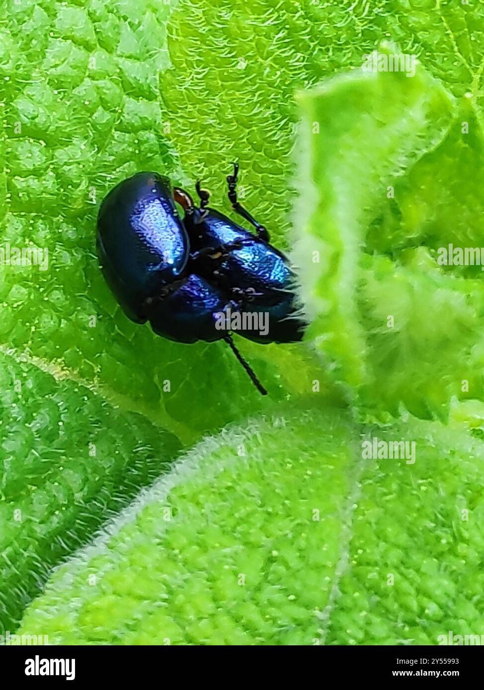 Mint beetle (Chrysolina coerulans) Insecta Stock Photo - Alamy