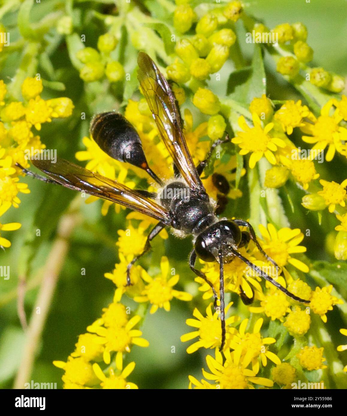 Mexican Grass-carrying Wasp (Isodontia mexicana) Insecta Stock Photo ...