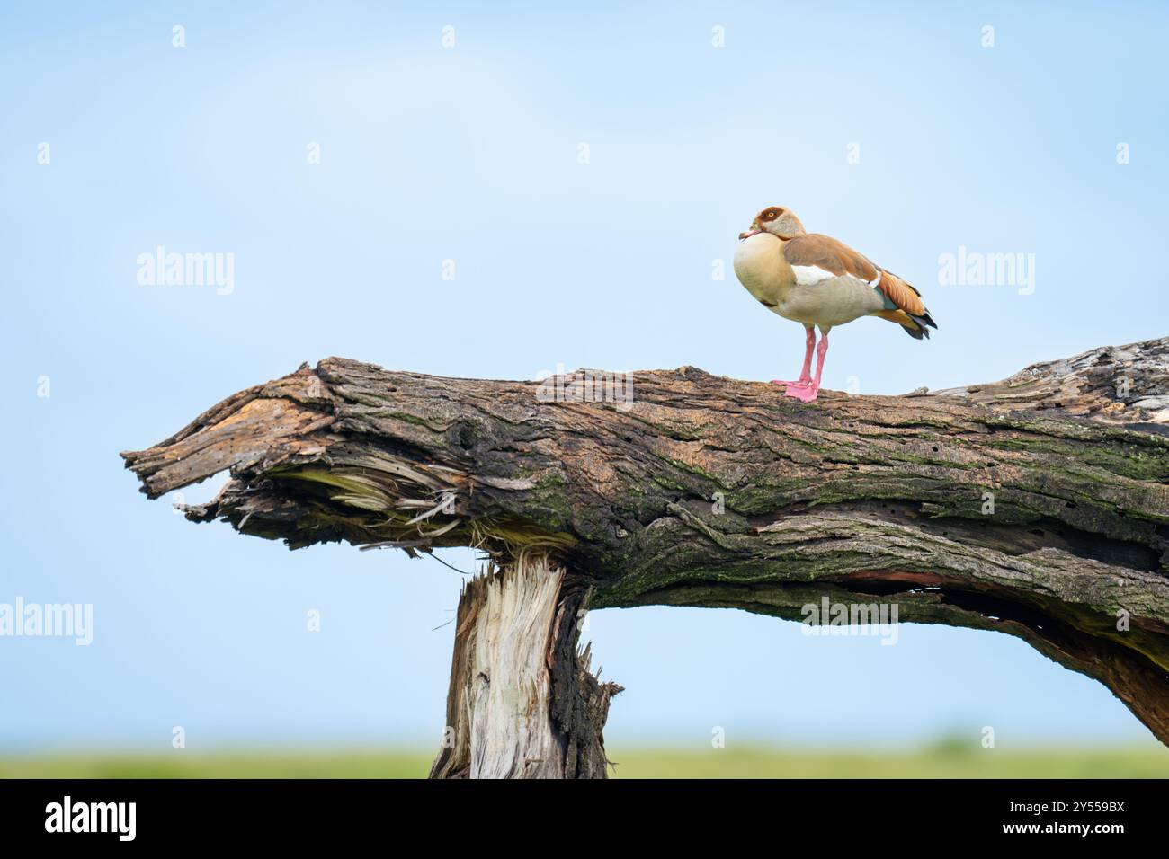 Egyptian goose on broken tree in savannah Stock Photo - Alamy