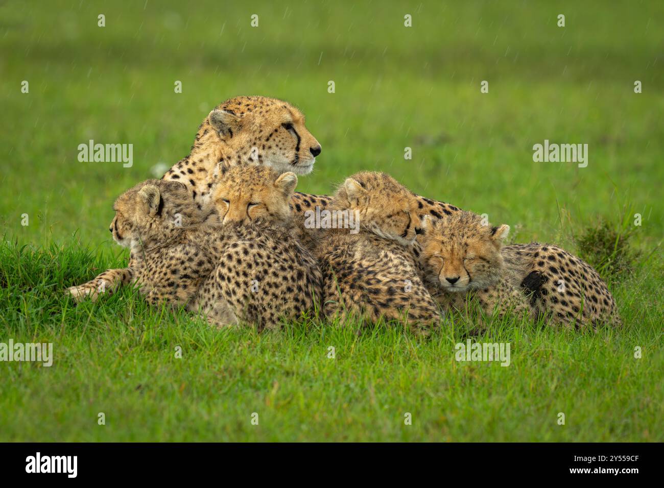 Female cheetah and cubs lying in rain Stock Photo - Alamy