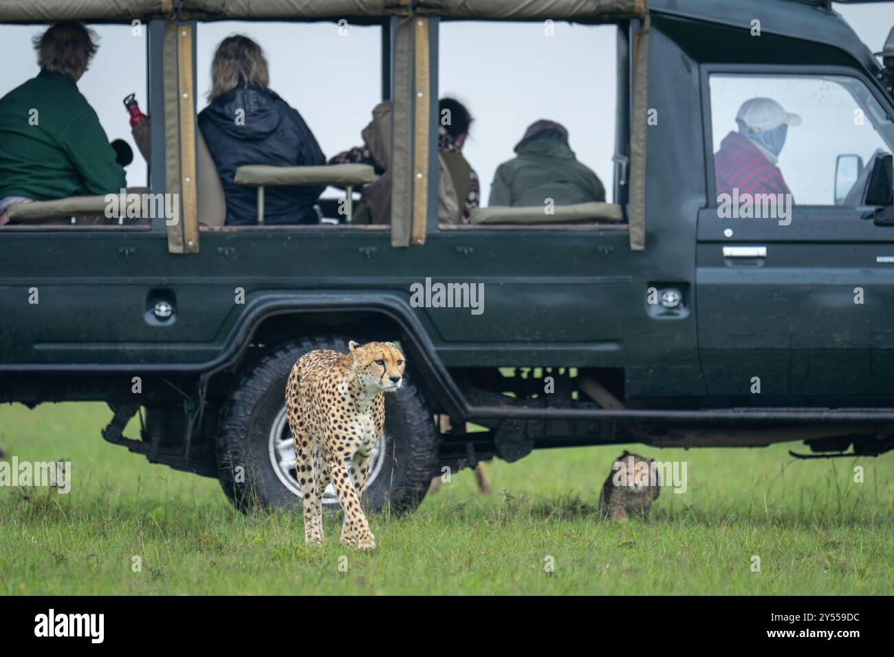 Female cheetah and cub walk past jeep Stock Photo - Alamy