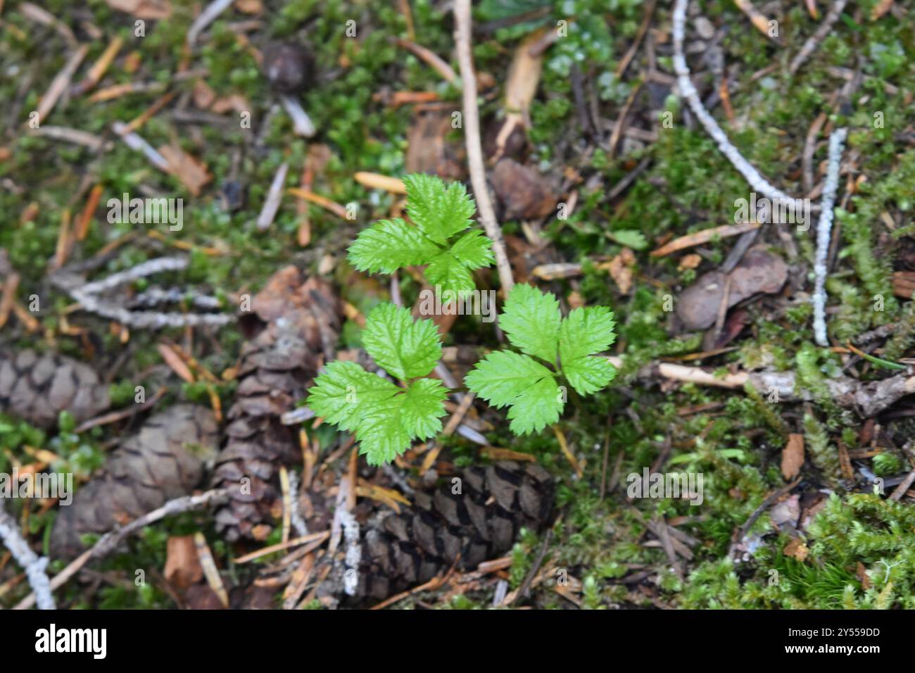 Five-leaf Dwarf Bramble (Rubus pedatus) Plantae Stock Photo - Alamy