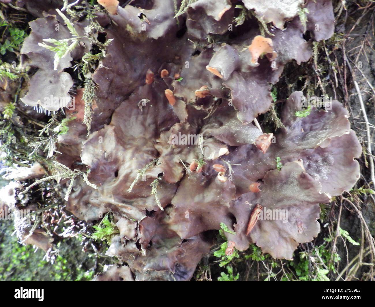 scaly pelt lichen (Peltigera praetextata) Fungi Stock Photo - Alamy