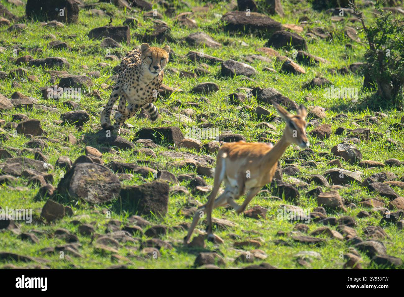 Female cheetah chasing female impala down hillside Stock Photo - Alamy