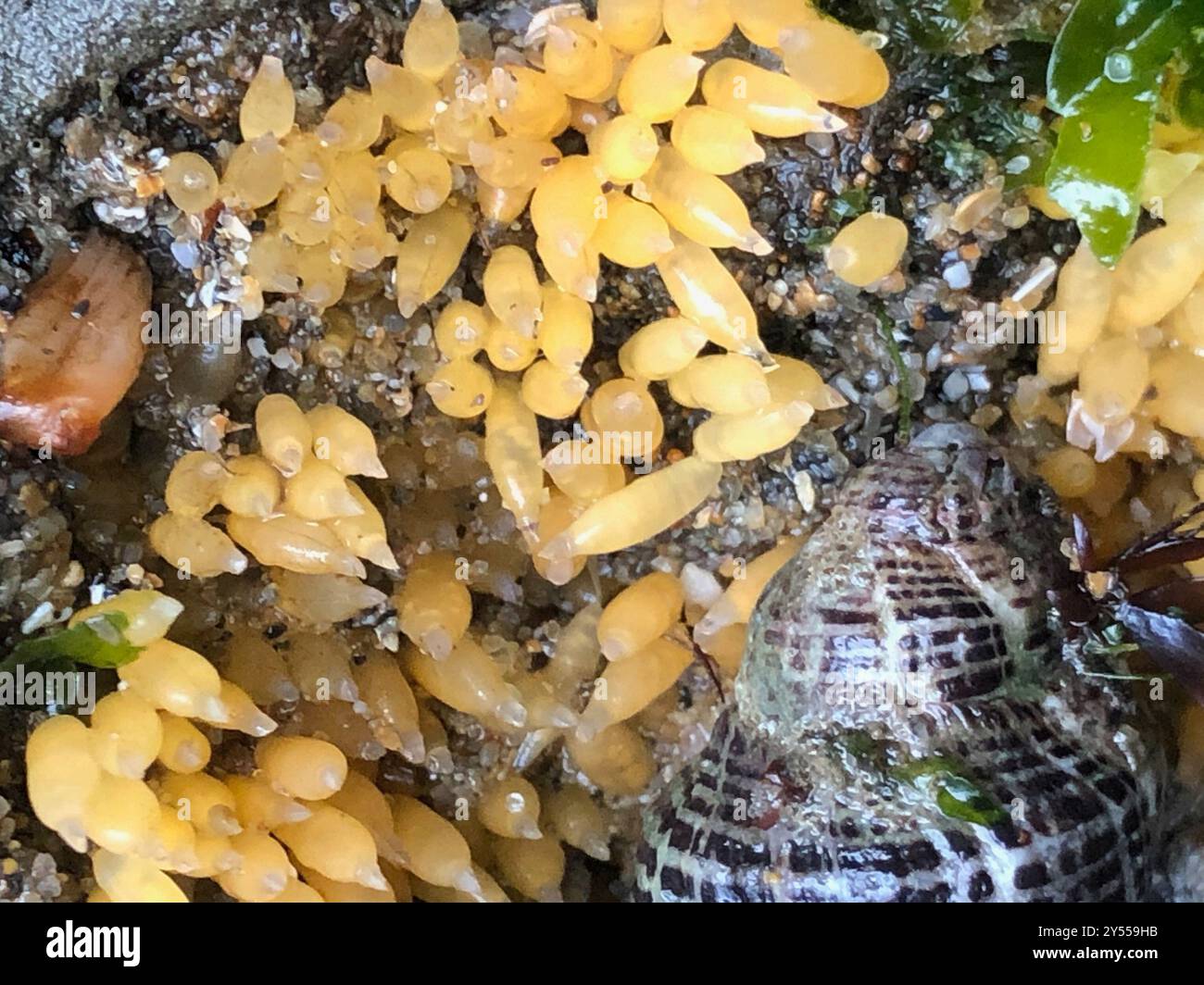 Angular Unicorn (Acanthinucella spirata) Mollusca Stock Photo - Alamy