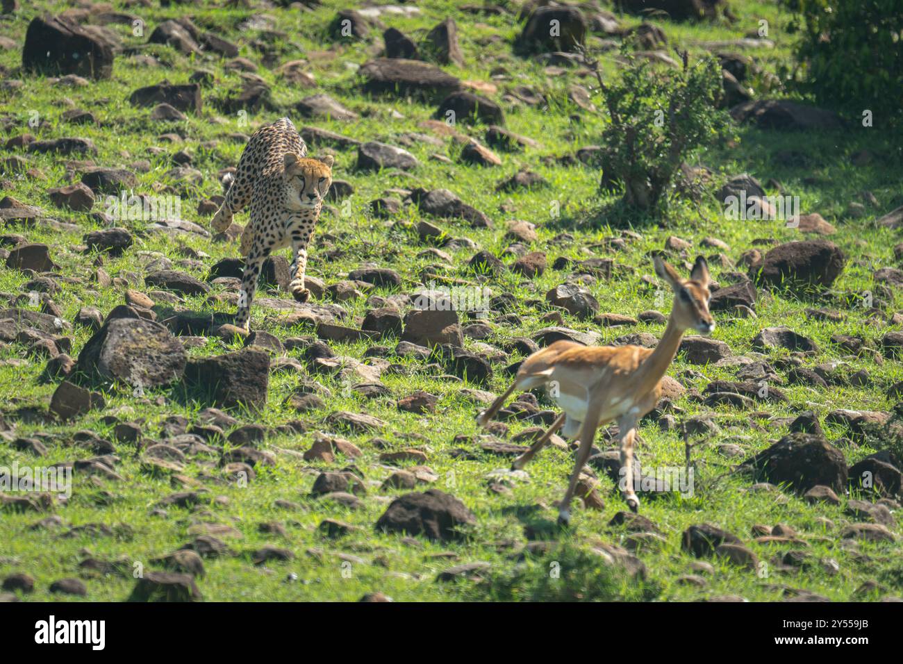 Female cheetah chasing female impala over hillside Stock Photo - Alamy
