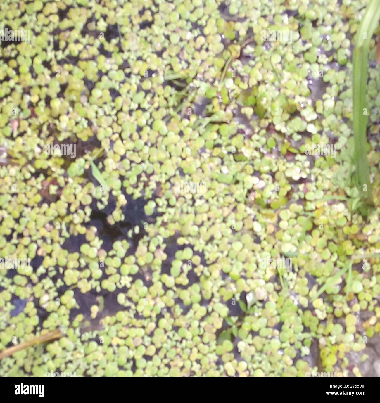 greater duckweed (Spirodela polyrhiza) Plantae Stock Photo - Alamy