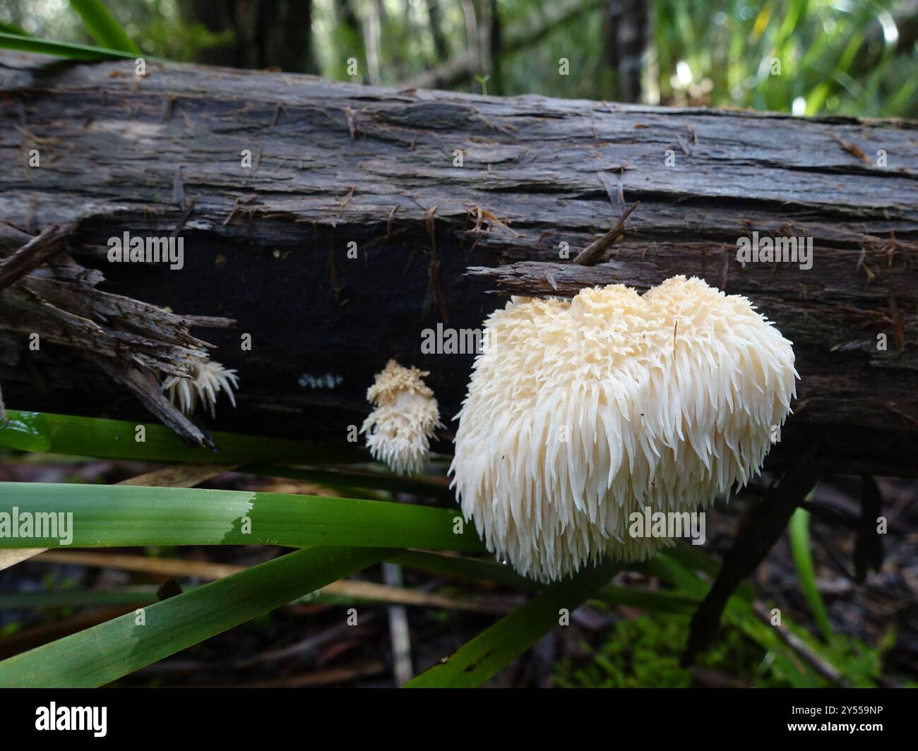 Coral tooth fungus (Hericium coralloides) Fungi Stock Photo - Alamy