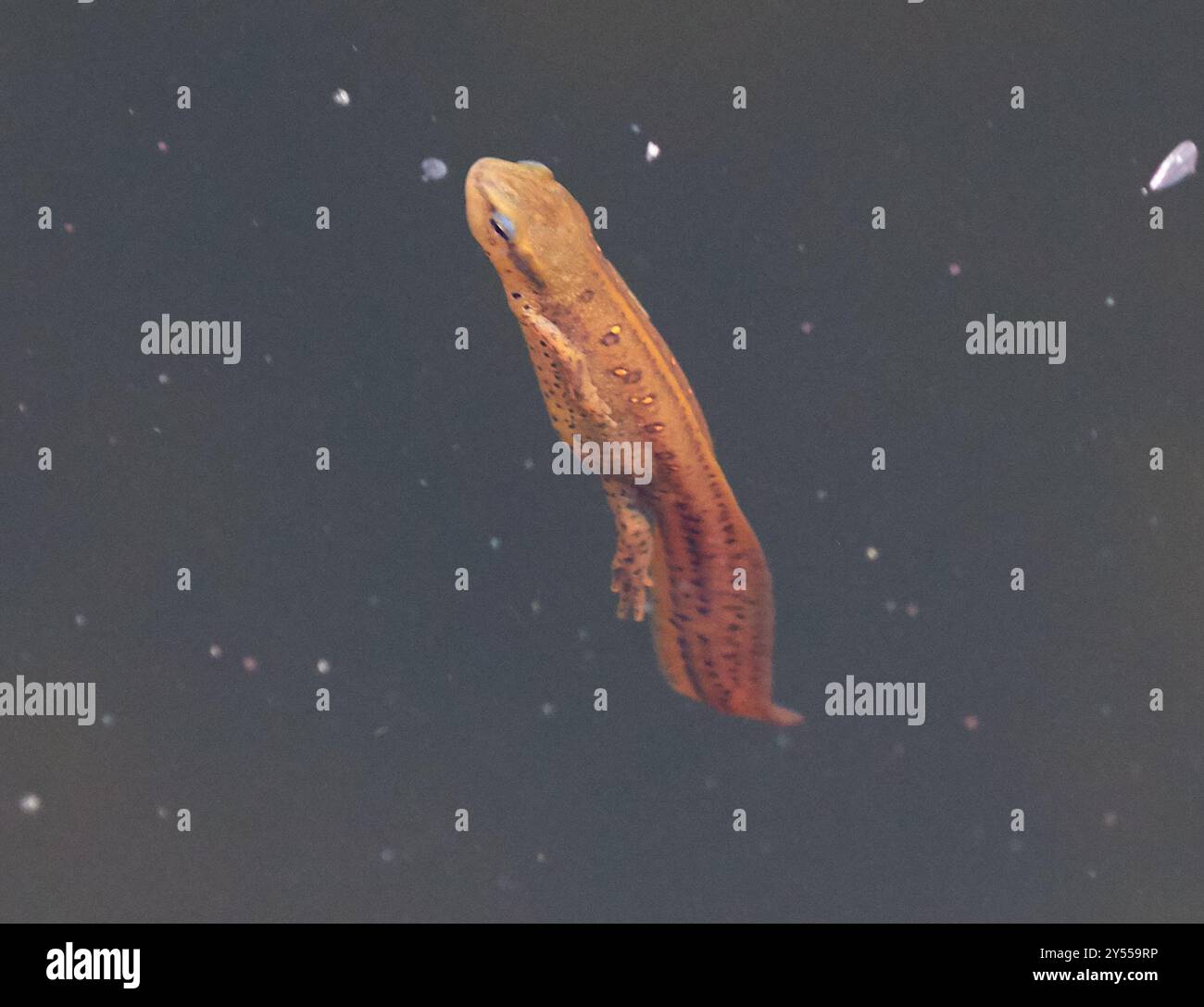 Eastern Newt (Notophthalmus viridescens) Amphibia Stock Photo - Alamy