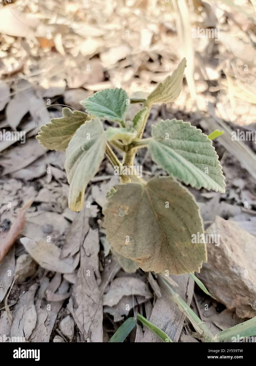 flannel weed (Sida cordifolia) Plantae Stock Photo - Alamy