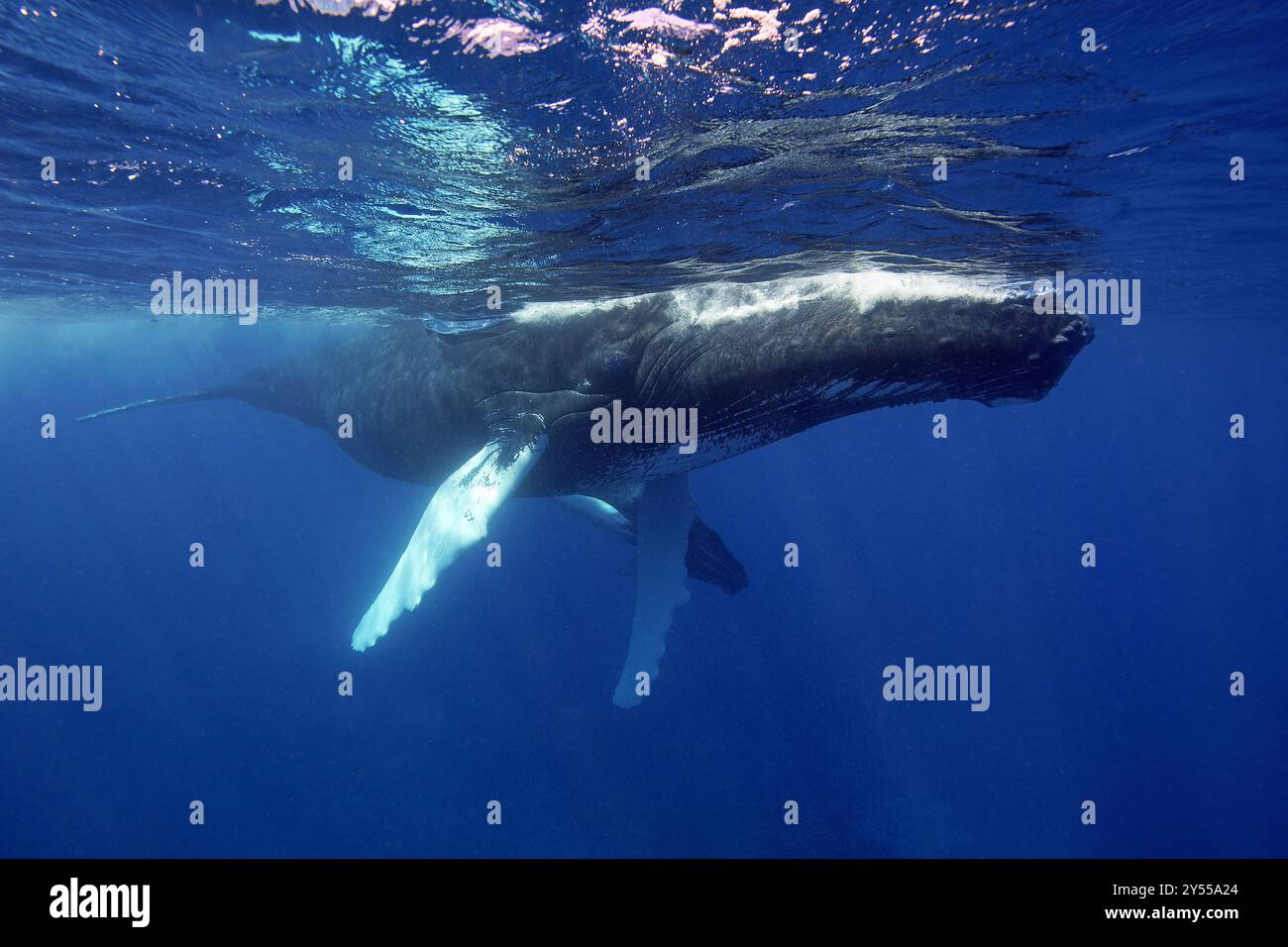 Adult humpback whales megaptera hi-res stock photography and images - Alamy