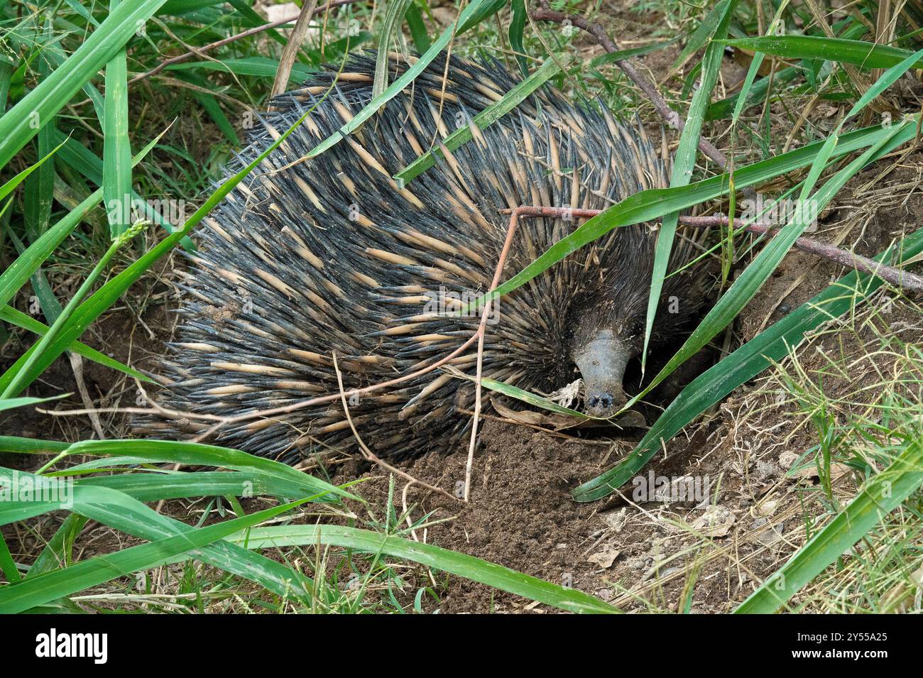 Short-beaked echidna (Tachyglossus aculeatus), Queensland, Australia ...