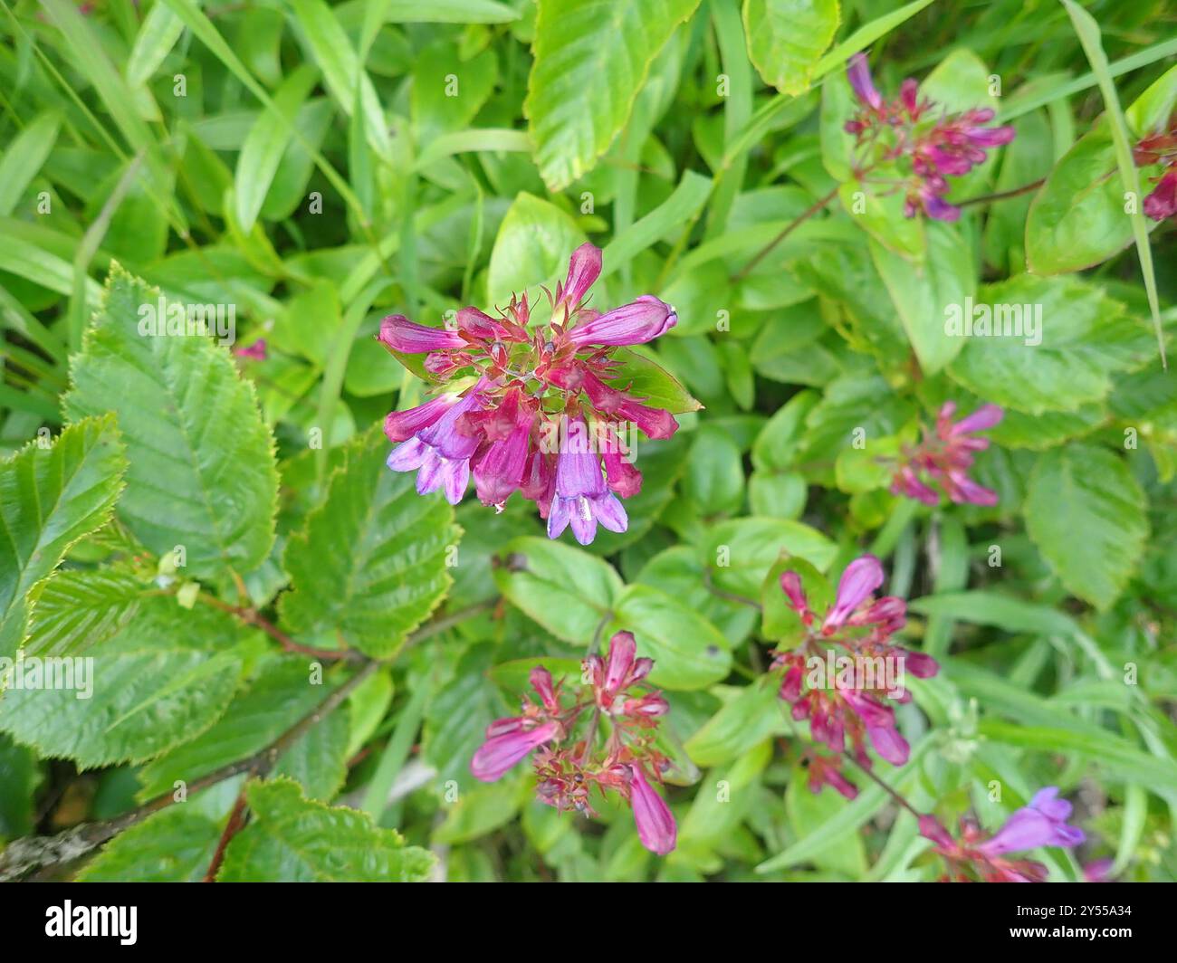 Cascade Beardtongue (Penstemon serrulatus) Plantae Stock Photo - Alamy
