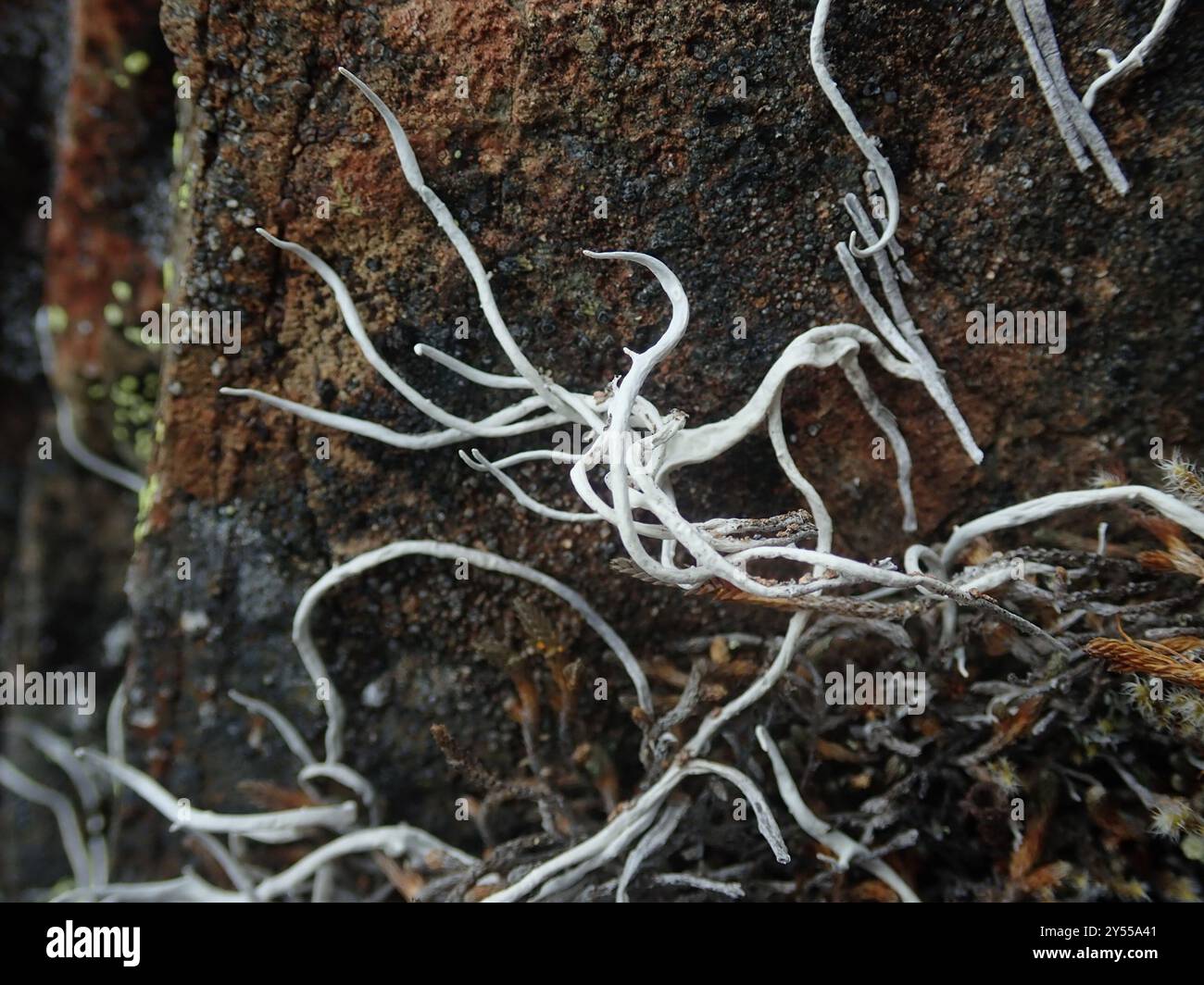Whiteworm Lichen (Thamnolia vermicularis) Fungi Stock Photo - Alamy