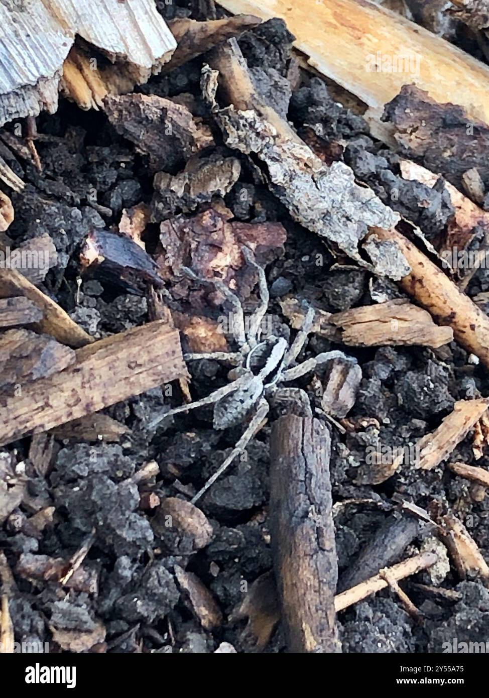 Wolf Spiders (Lycosidae) Arachnida Stock Photo - Alamy