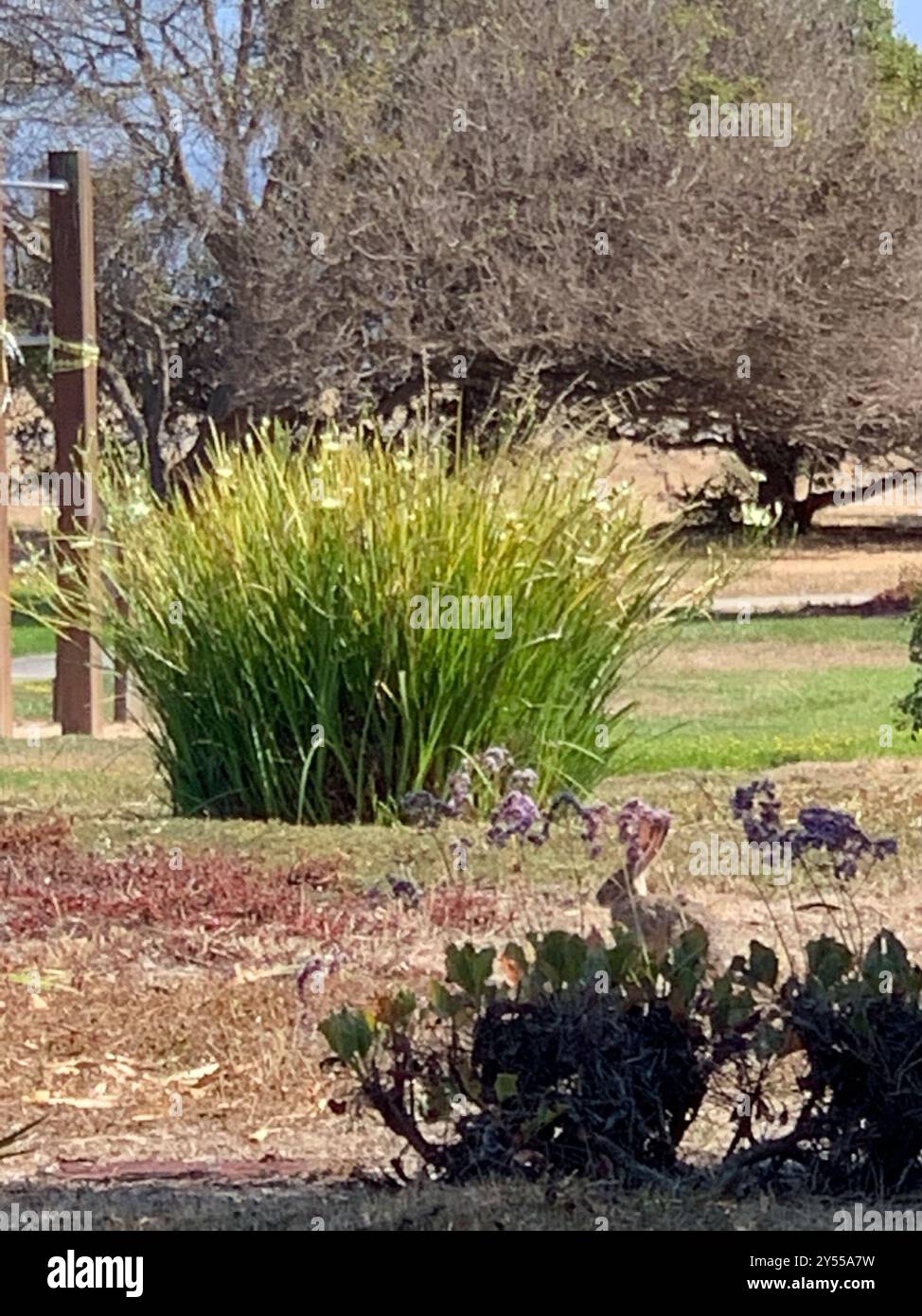 Black-tailed Jackrabbit (Lepus californicus) Mammalia Stock Photo - Alamy