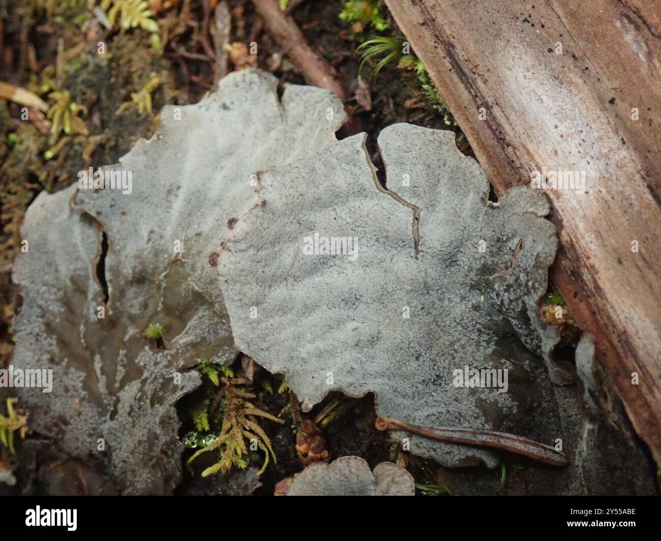 membranous pelt lichen (Peltigera membranacea) Fungi Stock Photo - Alamy