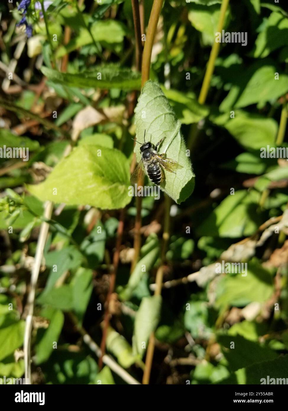 Megachile inermis hi-res stock photography and images - Alamy