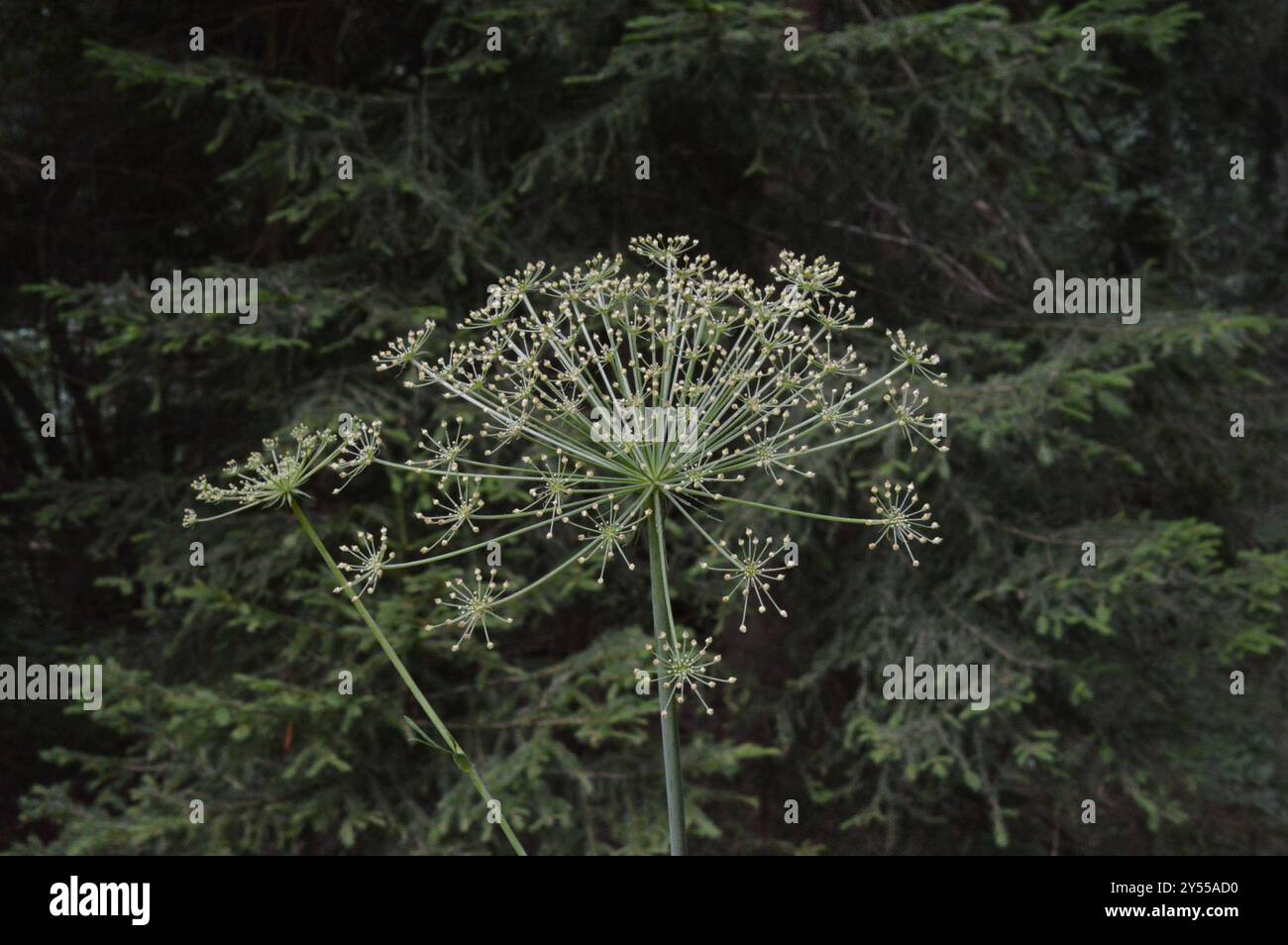 Broad-leaved Sermountain (Laserpitium latifolium) Plantae Stock Photo ...