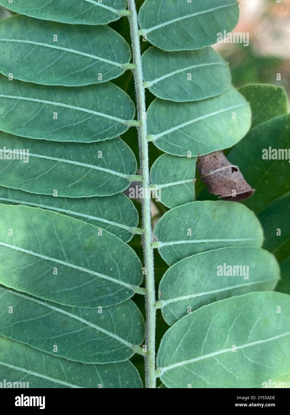 Clusterspike False Indigo (Amorpha herbacea) Plantae Stock Photo - Alamy