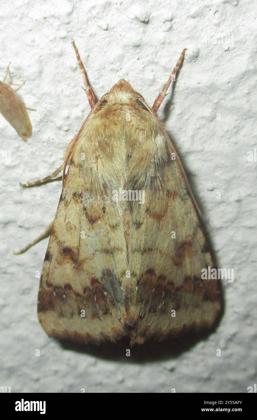 Cotton Bollworm Moth (Helicoverpa armigera) Insecta Stock Photo - Alamy