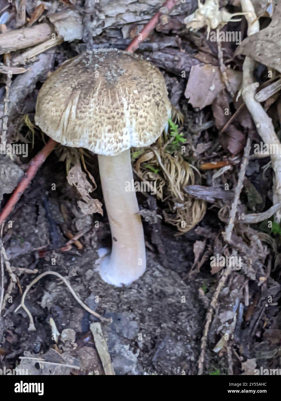 Fibercaps and Allies (Inocybaceae) Fungi Stock Photo - Alamy