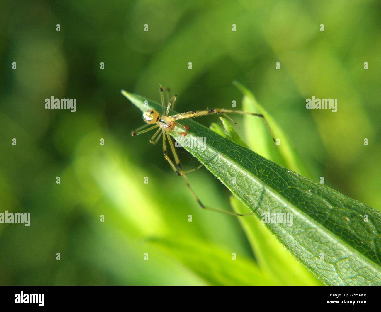 Comb-footed Spiders (Theridiidae) Arachnida Stock Photo - Alamy
