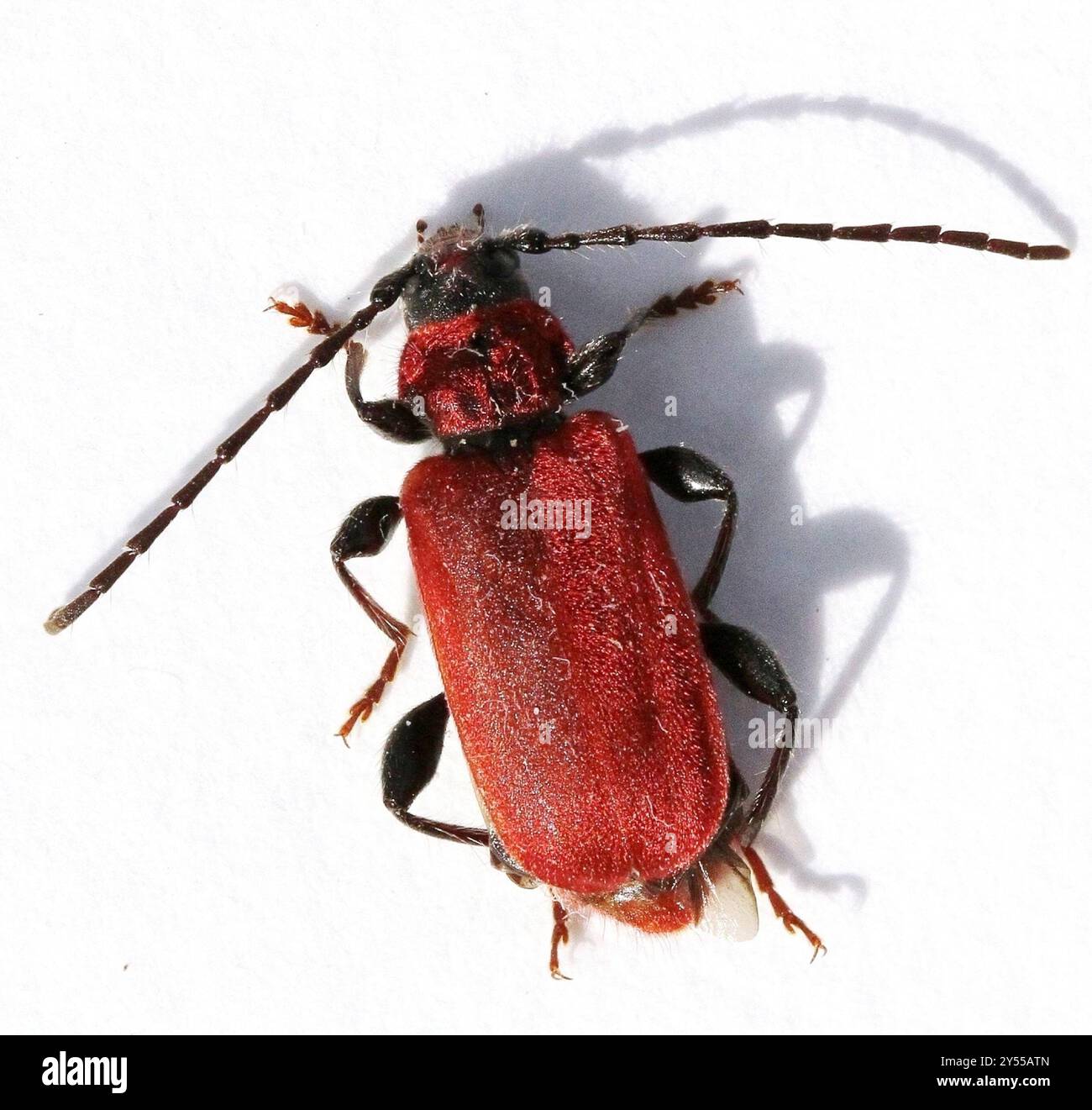 Welsh Oak Longhorn Beetle (Pyrrhidium sanguineum) Insecta Stock Photo ...