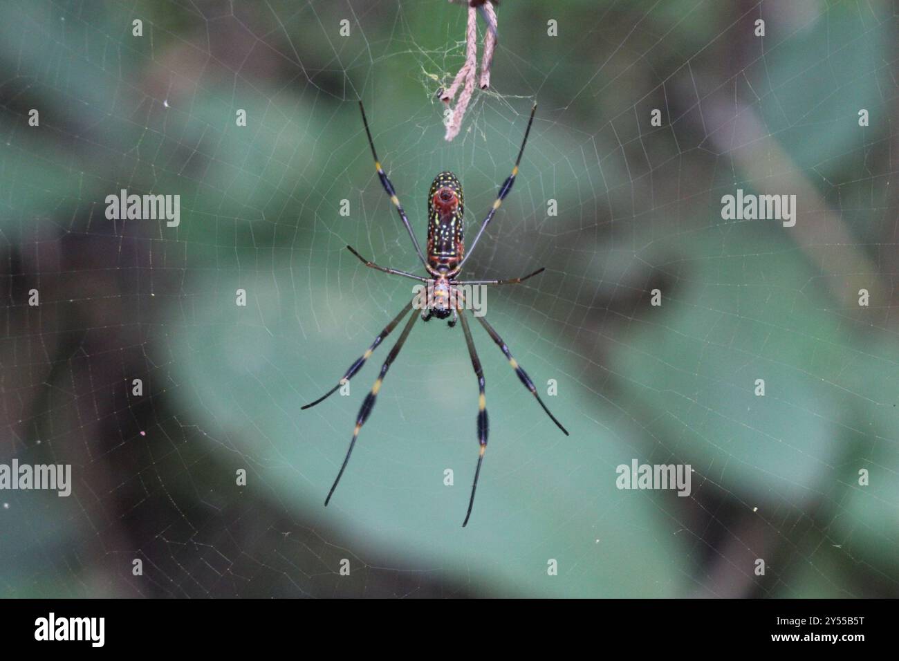 Golden Silk Spider (Trichonephila clavipes) Arachnida Stock Photo - Alamy