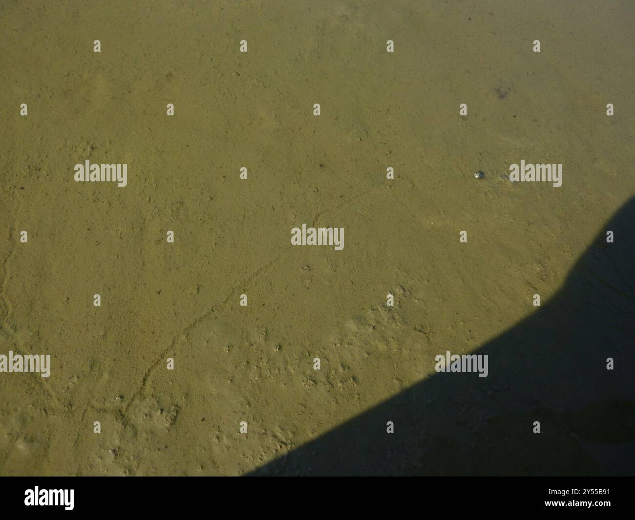 Big-eared Radix (Radix auricularia) Mollusca Stock Photo - Alamy