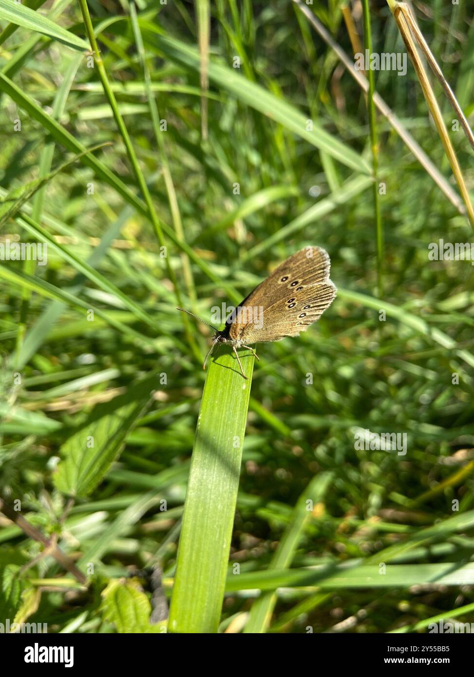 Ringlet (Aphantopus hyperantus) Insecta Stock Photo - Alamy