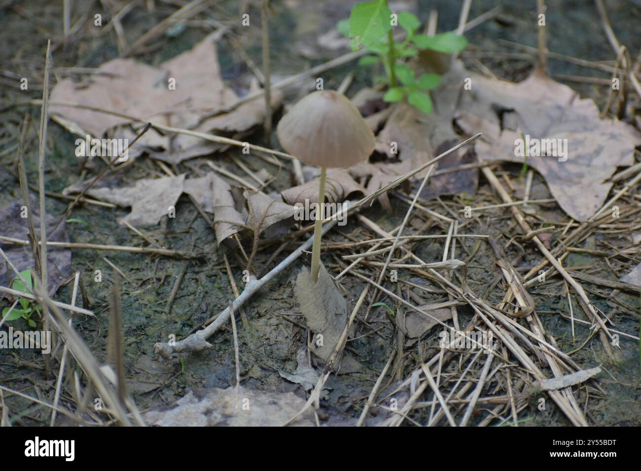 Conecaps (Conocybe) Fungi Stock Photo - Alamy